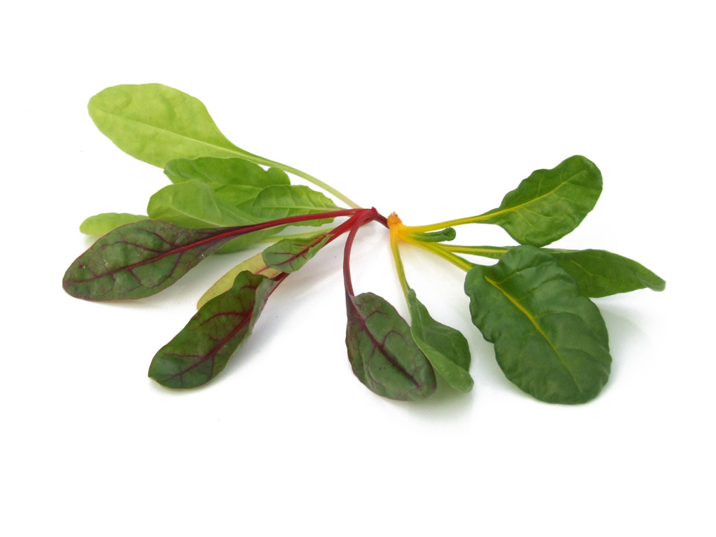 Mini Swiss Chard Rainbow - PUURgroenten