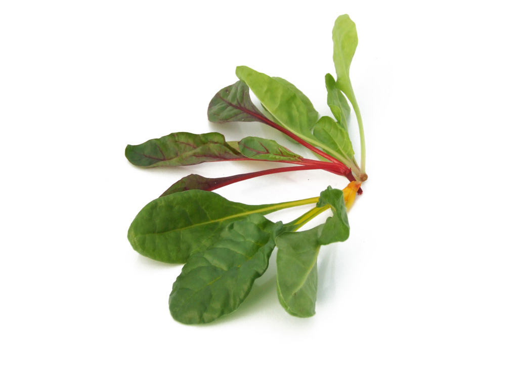 Mini Swiss Chard Rainbow - PUURgroenten