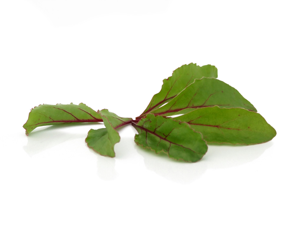 Mini Red Chard - PUURgroenten