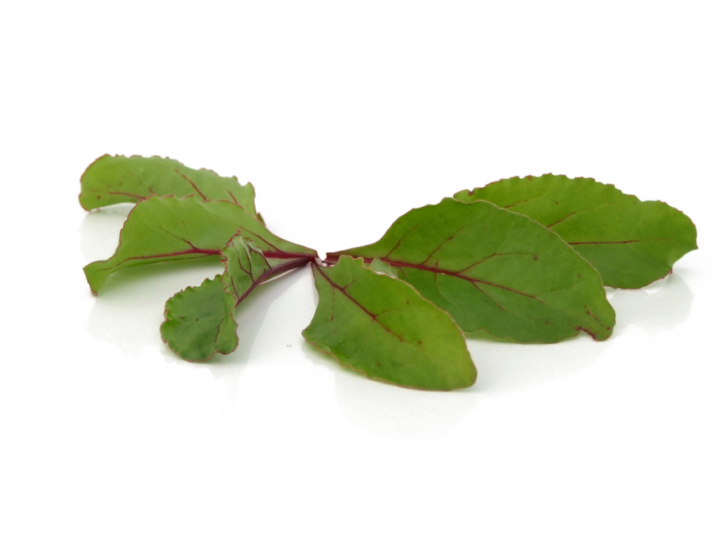 Mini Red Chard - PUURgroenten