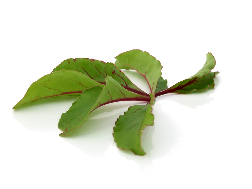 Mini Red Chard - PUURgroenten
